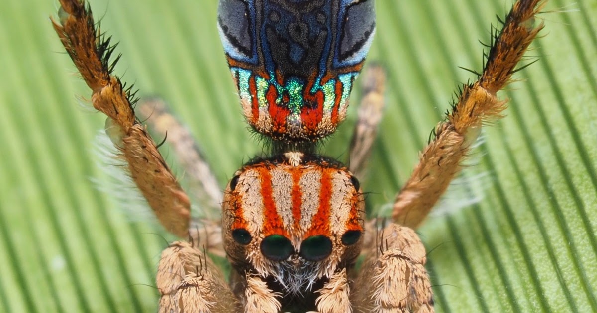 Species New to Science: [Arachnida • 2020] Seven New Species of ...