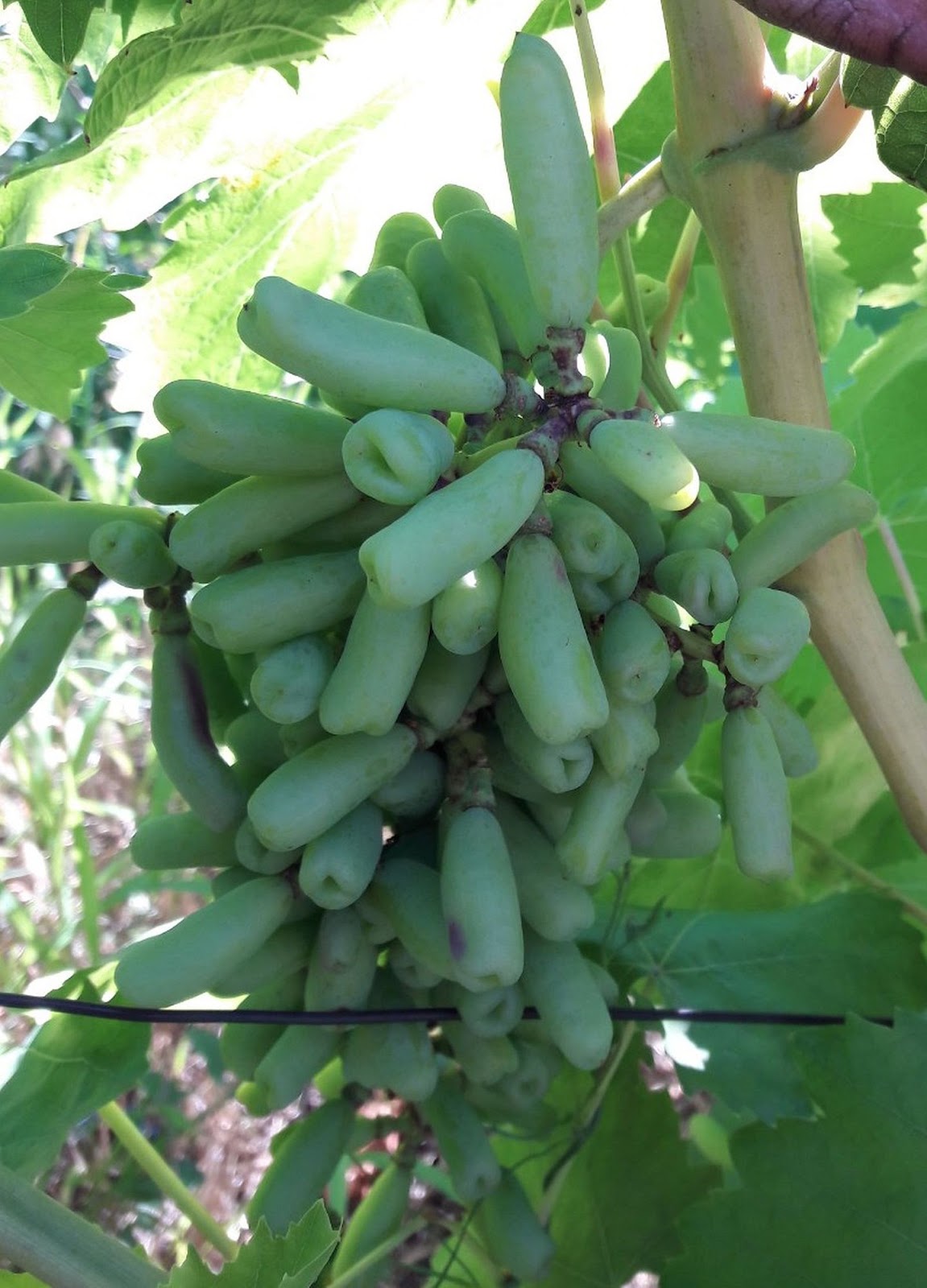 Anggur jenis Sweet sapphire (Moon drops, Avatar) | Pohon Anggur Genjah