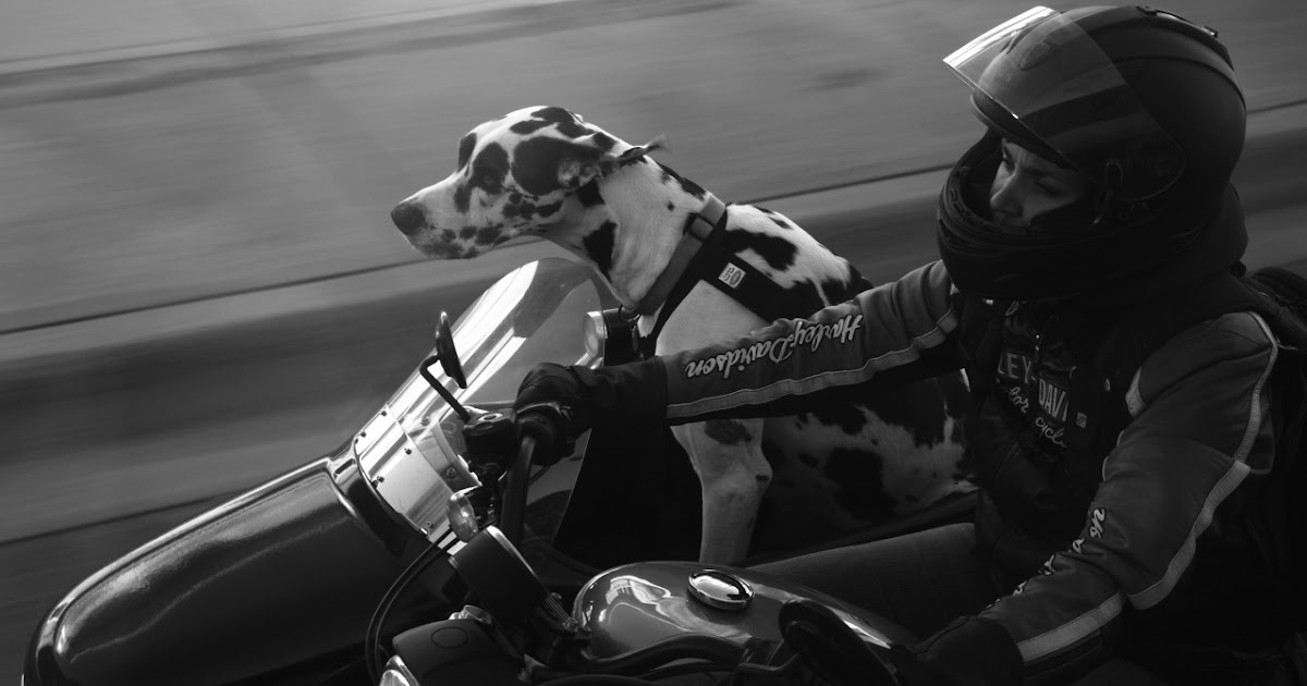 Mercenary Garage : Sidecar Dog