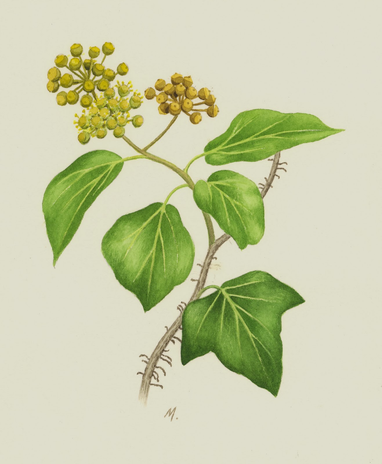 Drawings & Scientific Illustration of Nature, by Marcos Oliveira ...