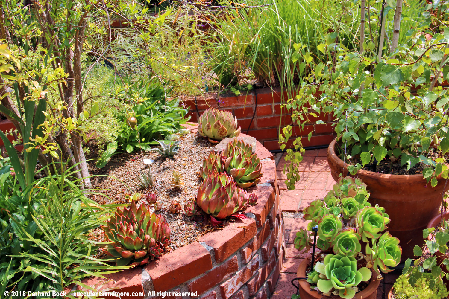 Around the world on 6,000 sq.ft.: Brian's miniature botanical garden