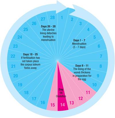 QueenAstar: siklus menstruasi