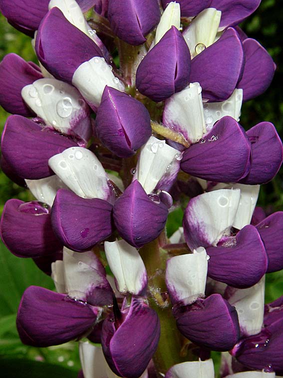 A Digital Botanic Garden: Lupin, Lupinus spp., Fabaceae