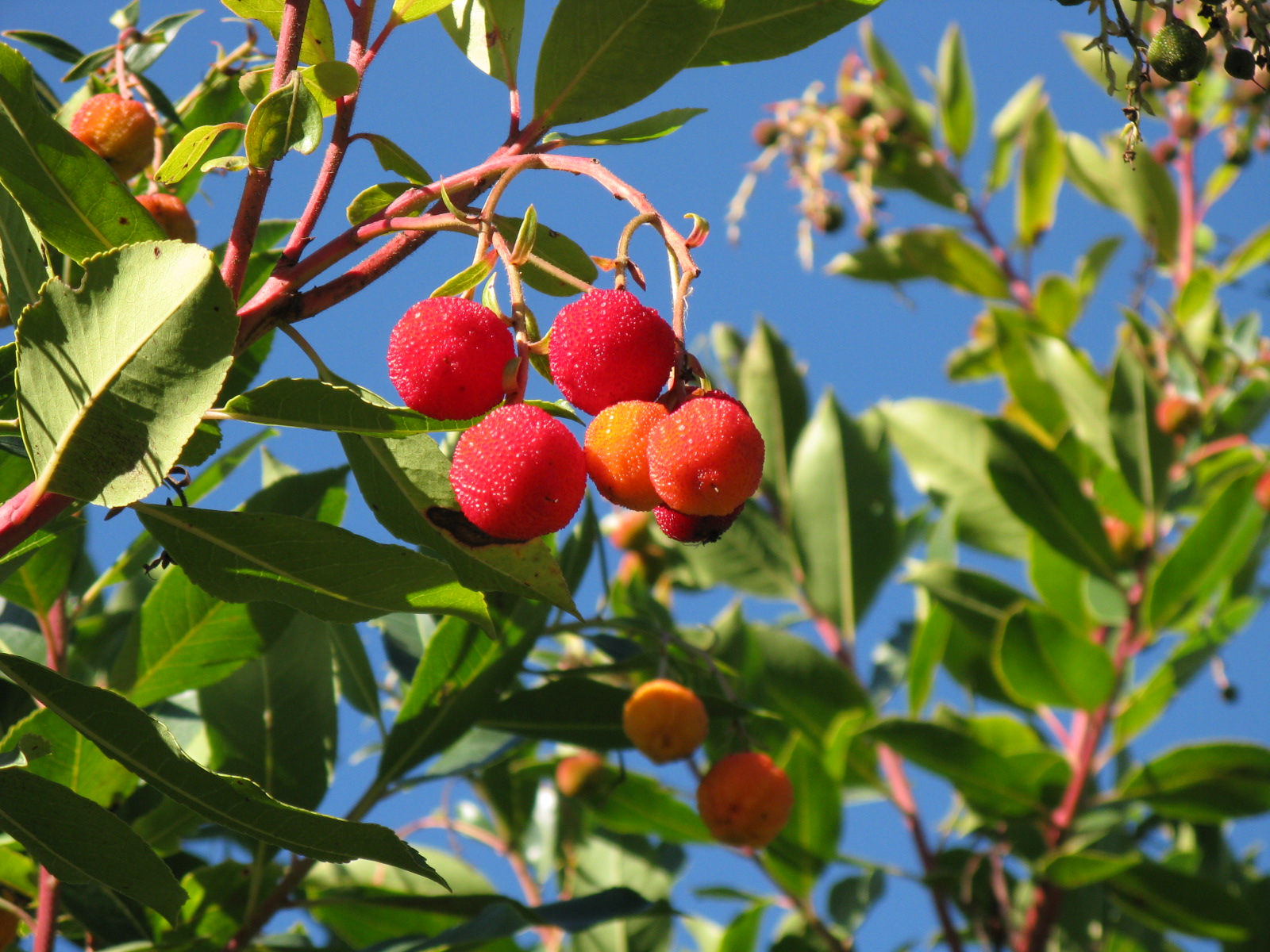 Trees of Santa Cruz County: Arbutus 'Marina' - Marina Strawberry tree