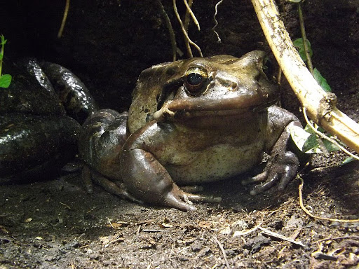 Antilles bullfrog (Mountain Chicken)