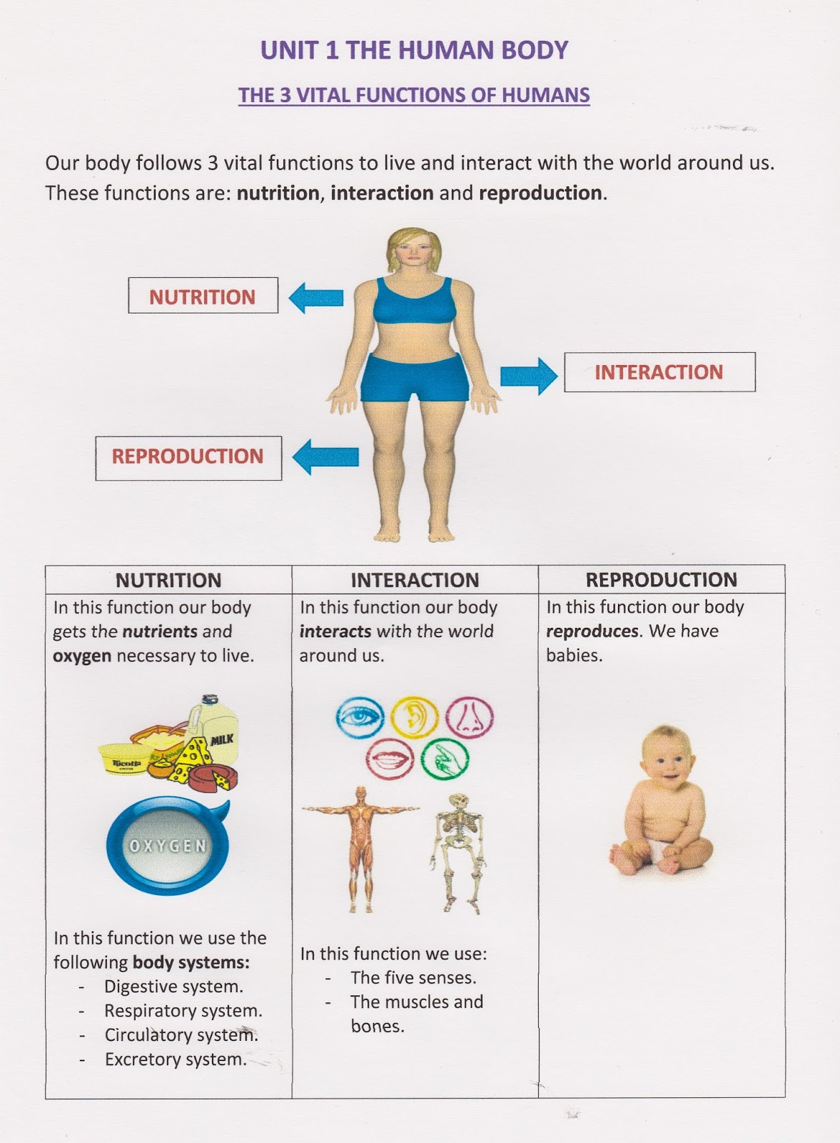 CEIP MANUELA ROMERO Unit 1 The 3 Functions Of Humans STUDY CEIP MANUELA ROMERO Unit 1 The 3 Functions Of Humans STUDY