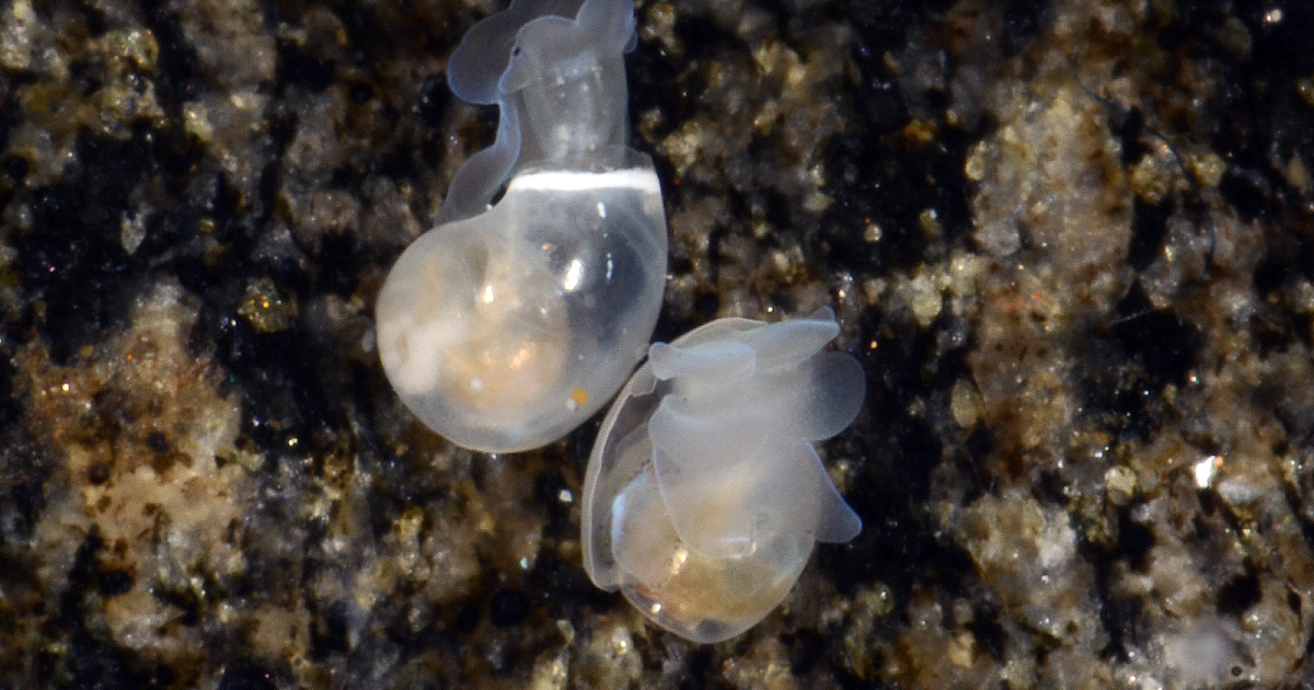 Variety of Life: Diaphanidae