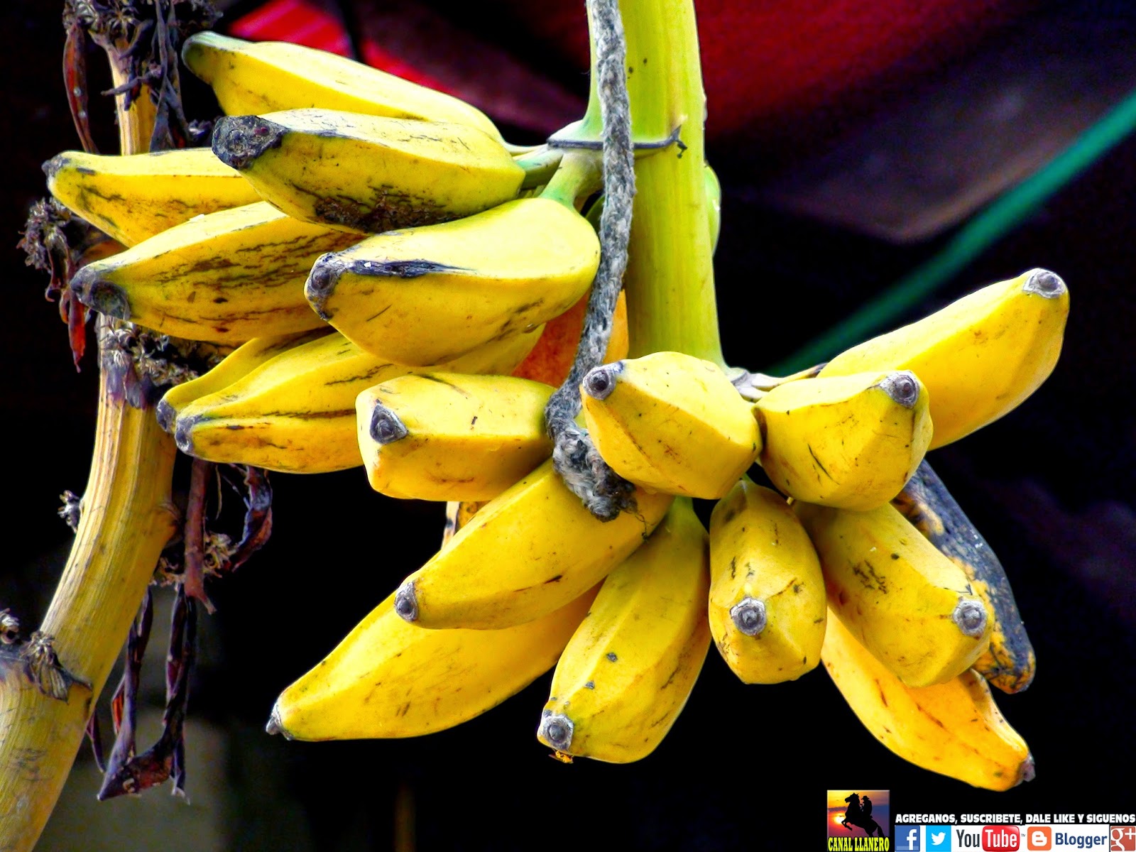 Canal Llanero : EL PLÁTANO TOPOCHO