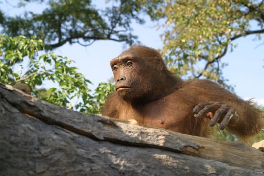 SAHELANTHROPUS TCHADENSIS: ¿EL PRIMER HUMANO?