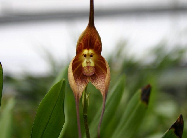Monkey Face Flower - Amazing Orchid