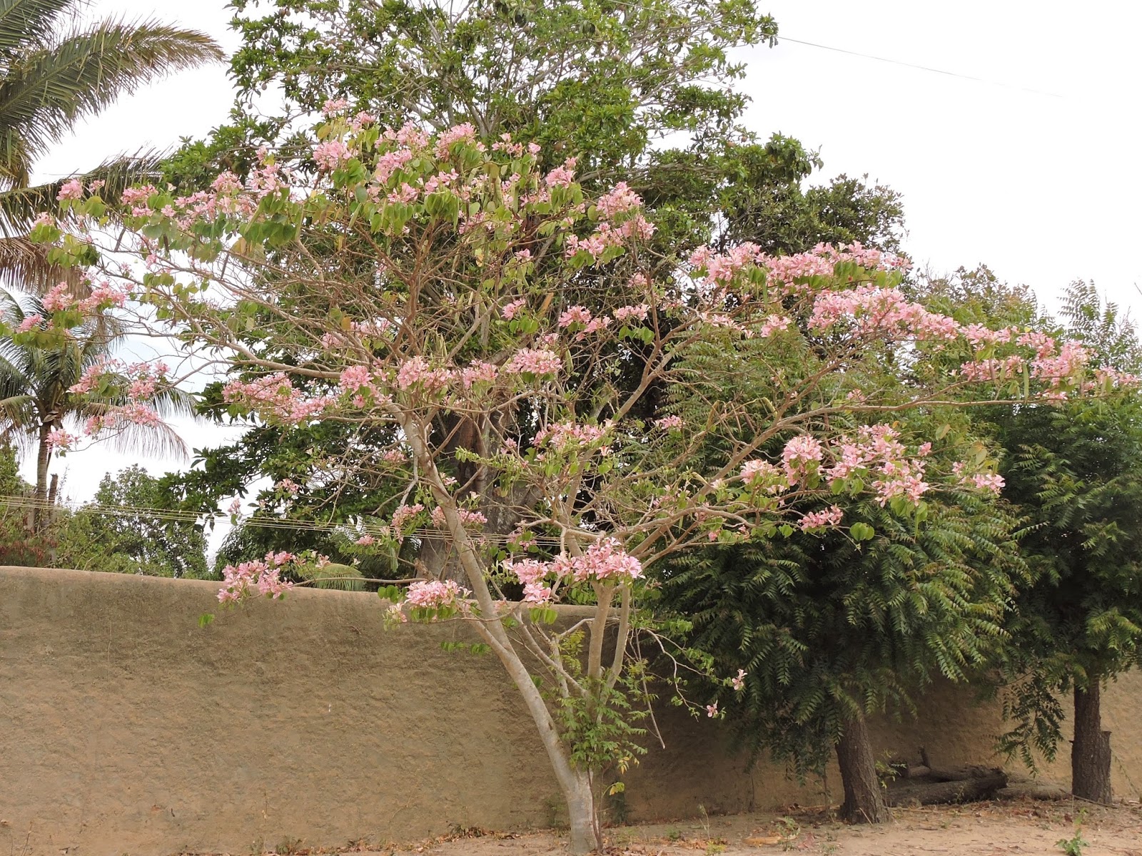 Fabaceae - Leguminosae no Brasil: Fabaceae - Bauhinia monandra Kurz
