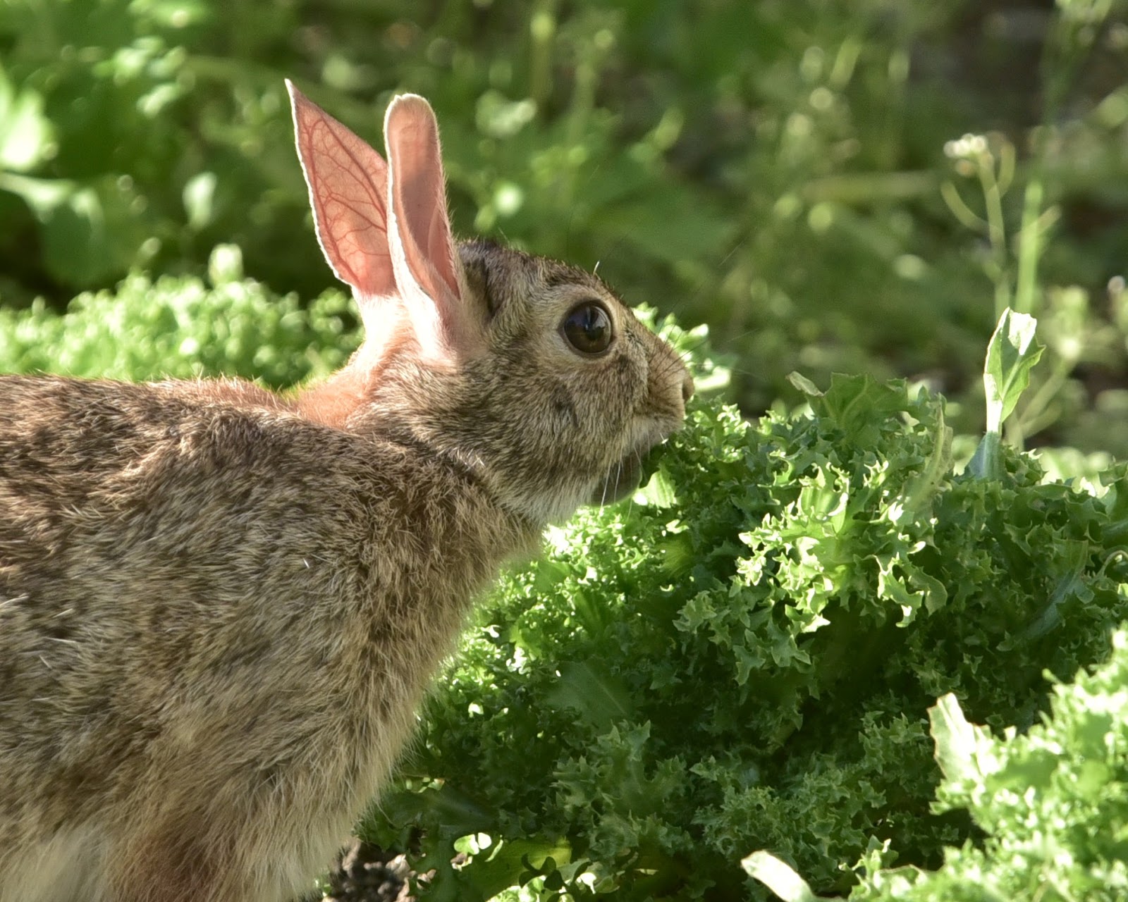 Shoreline Area News: Photos: Backyard bunnies