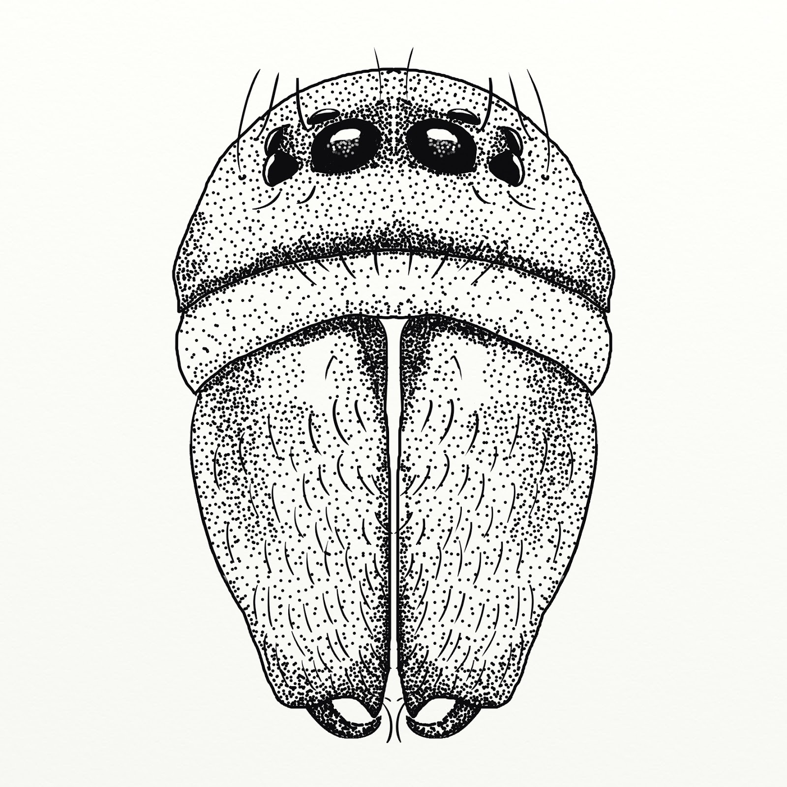 BugBlog: Zodariidae: ant spiders