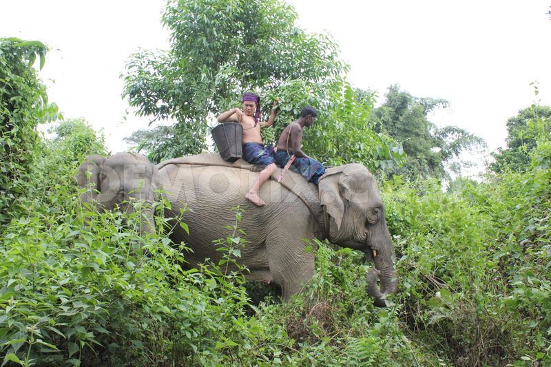 Chai story: Part 2: Singpho tribe & the wild tea shrubs of Assam - TAI ...