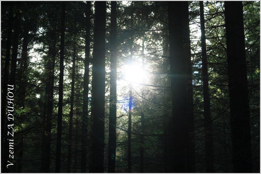 V zemi ZA DUHOU...: Poetika v lese... aneb mech všude, kam se podíváš