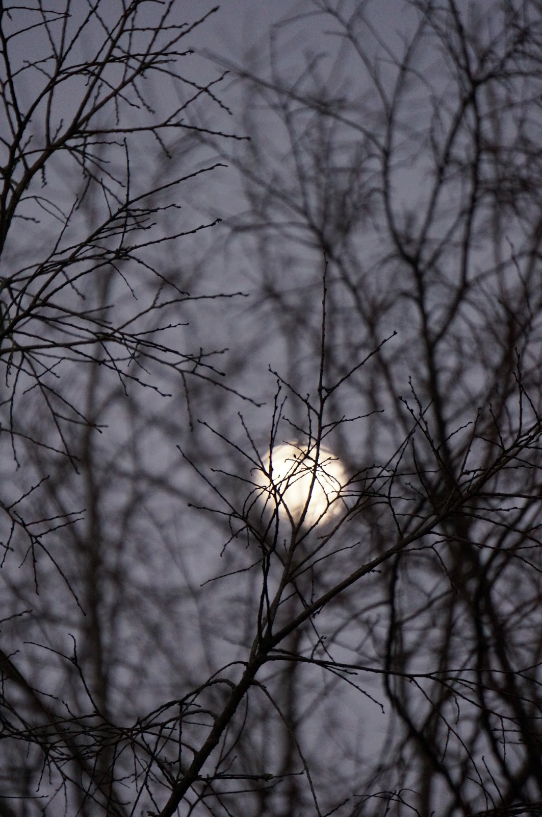 Robbin Neff Photography