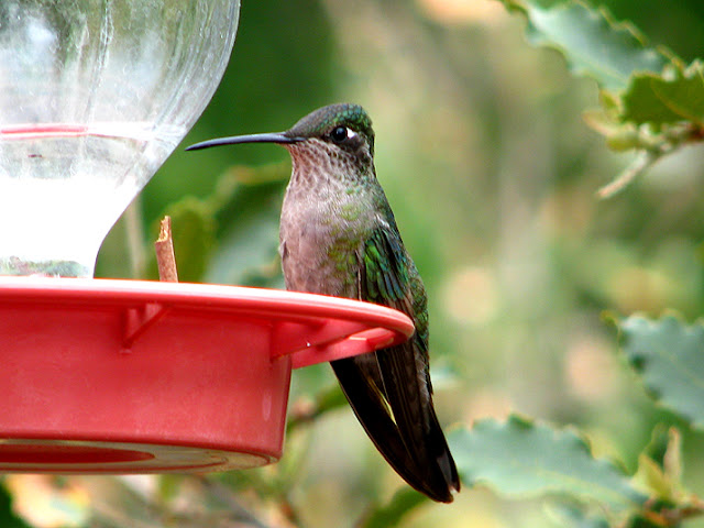 Bellas Aves de El Salvador: Eugenes fulgens (colibrí magnífico)