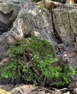 Collection: Nonvascular Plants : Specimen #3 Moss