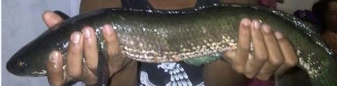 Cara Mancing Ikan Gabus dan Umpan Yang Galakan - KITA MANCING YUK