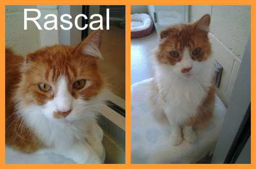 The Shelter Girl: March 2012