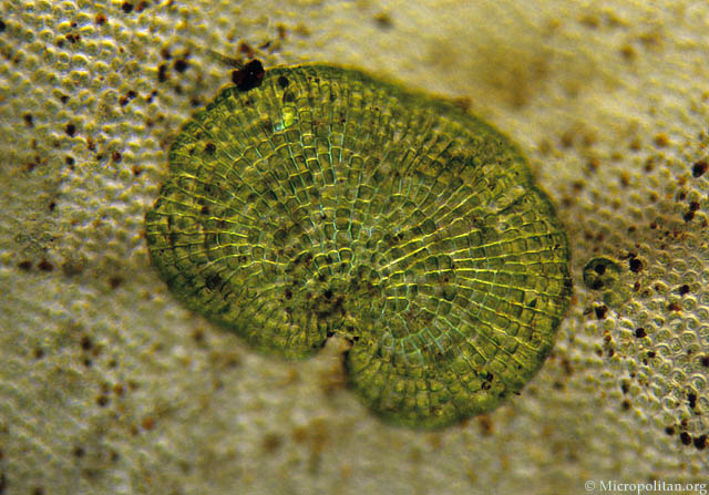 Variety of Life: Streptophyta