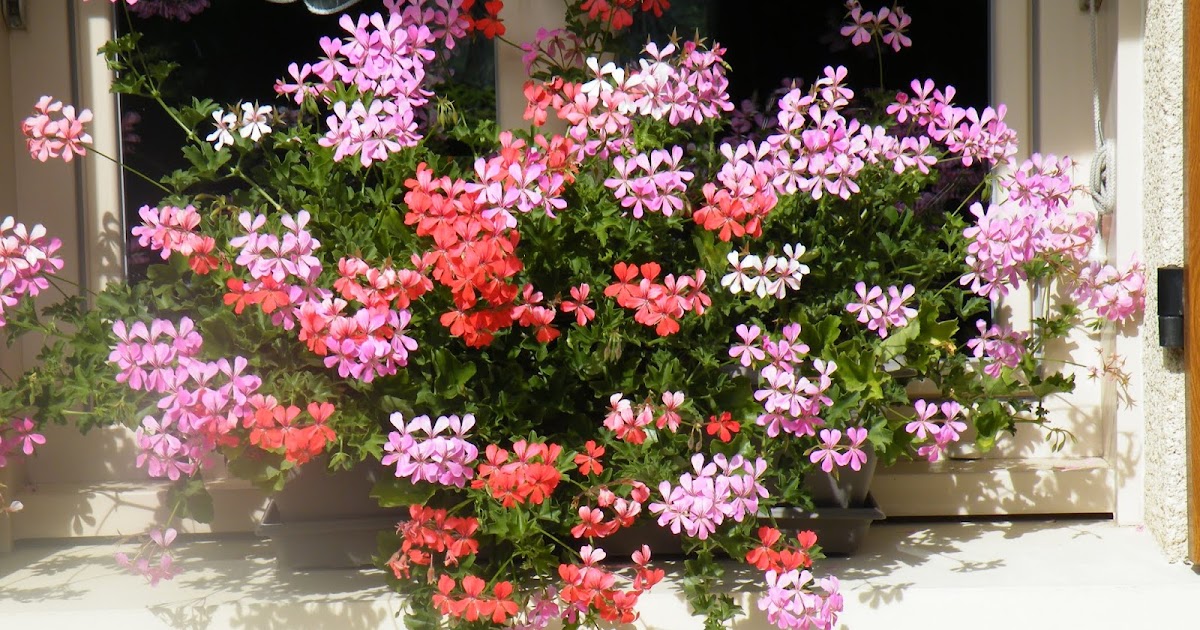 du-four-au-jardin-et-mes-dix-doigts: begonias nains