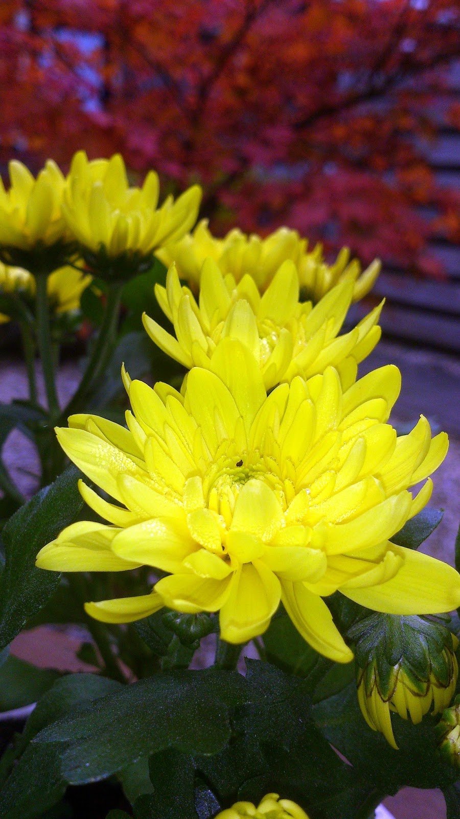 Vademecum Interesting Plants: Dendranthema - Chryzantema - Chrysanthemum