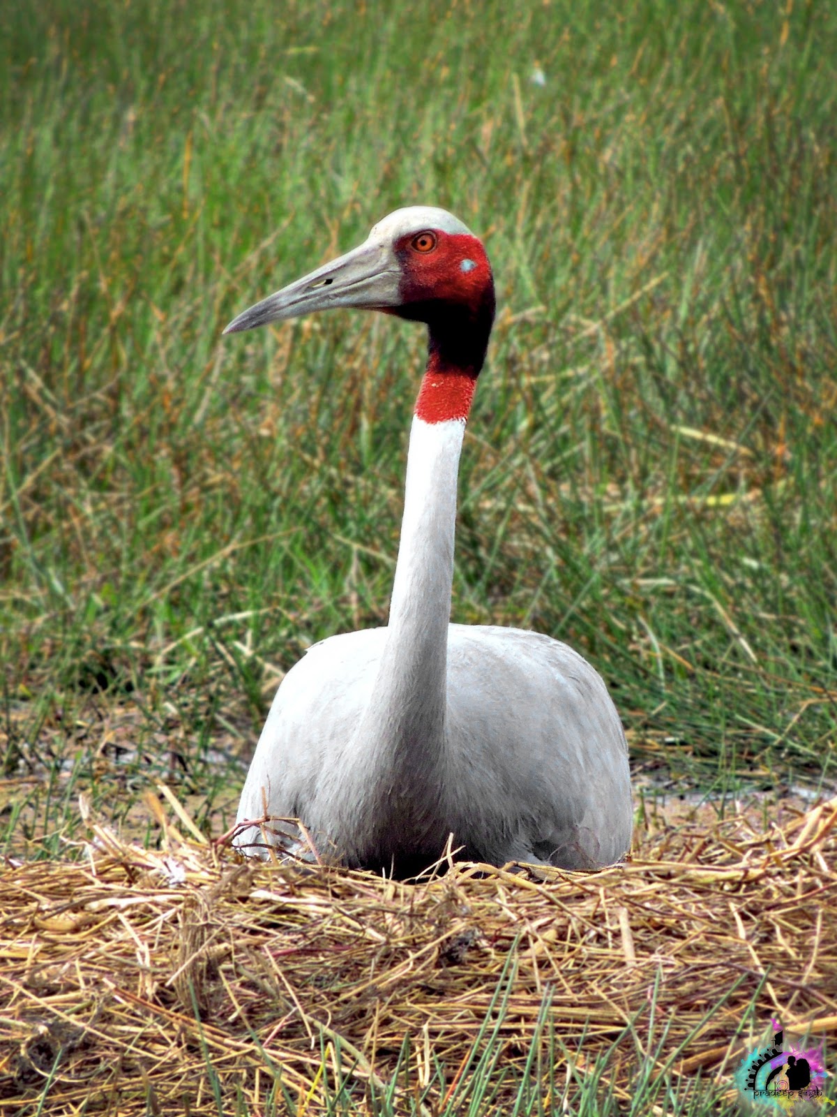 Pradeep Singh: PHOTOGRAPHY| TRAVEL :Sarus crane