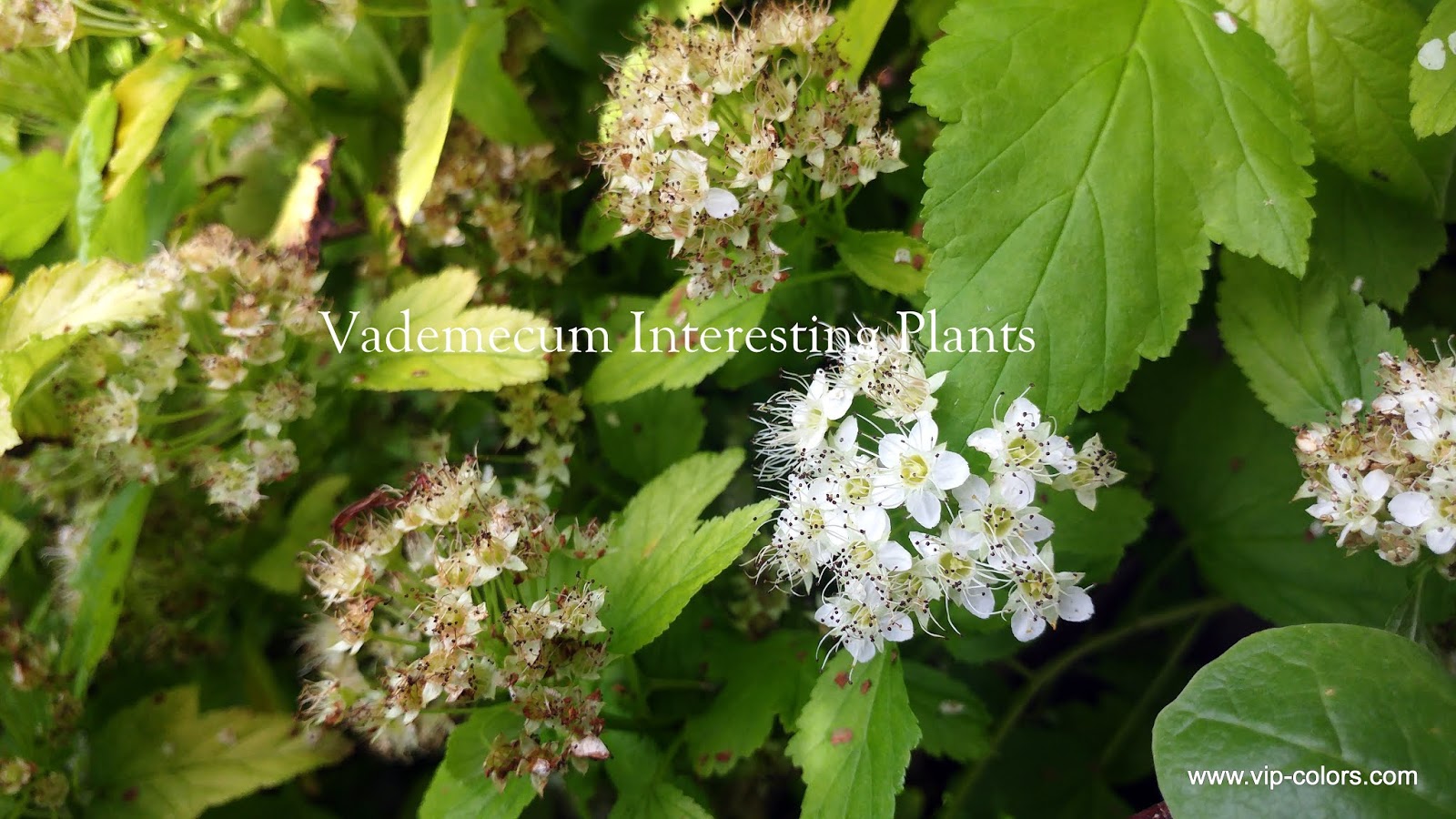 Vademecum Interesting Plants: Physocarpus opulifolius - Pęcherznica kalinolistna - Sneeuwbalspirea