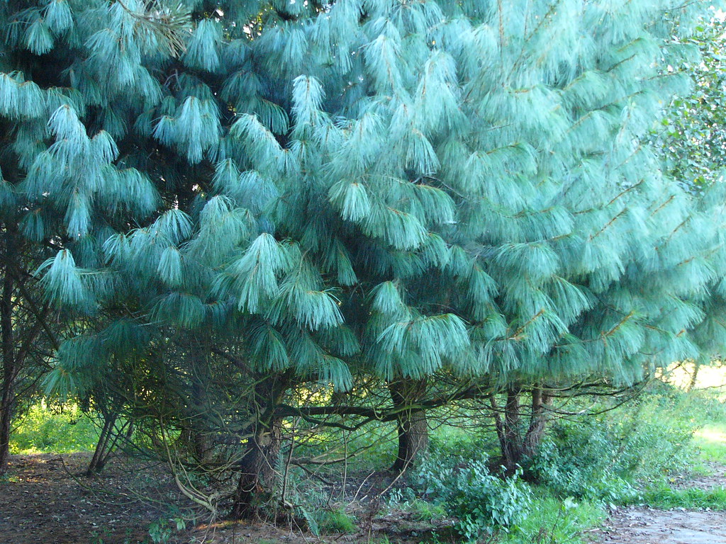 Pinus wallichiana - Himalayan White Pine care and cultivation ...