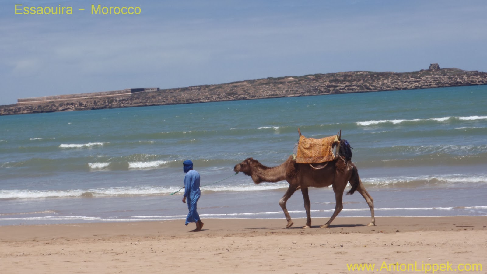 Anton Lippek: Camel Log