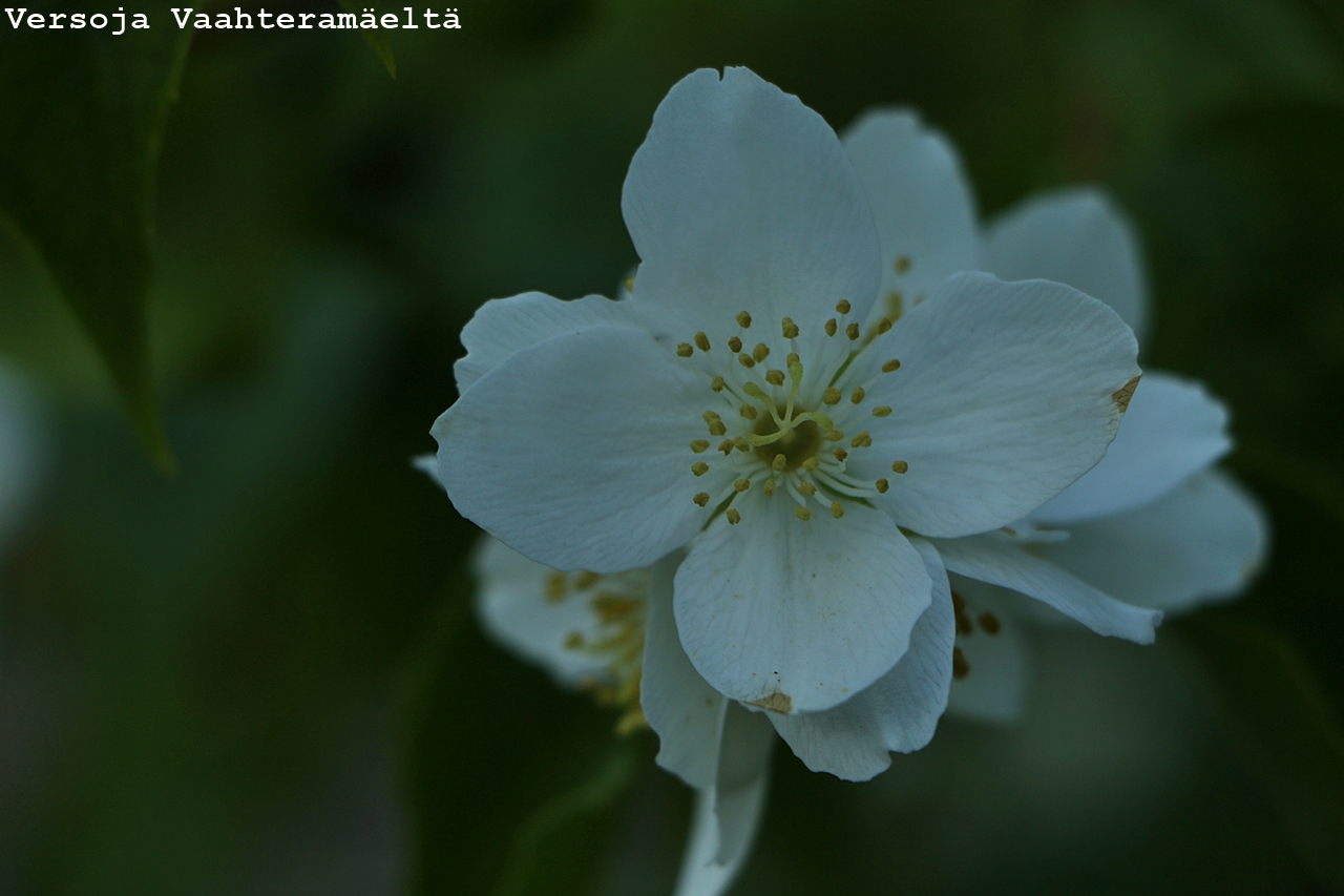 Versoja Vaahteramäeltä : Suloinen pihajasmike