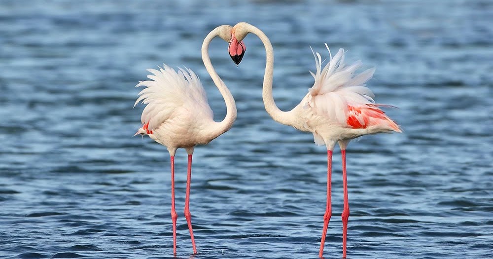CRÒNIQUES NATURALISTES: LA FOTO DEL MES