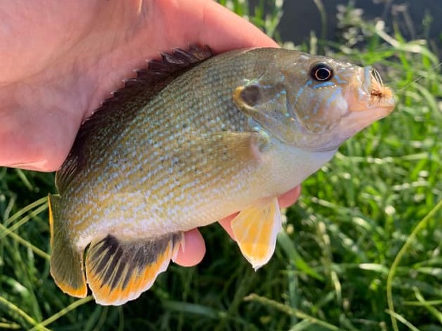 Green Sunfish