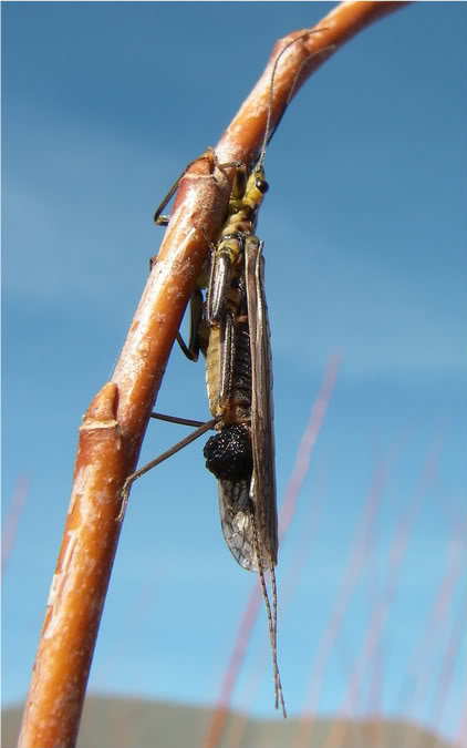Jon Baiocchi Fly Fishing News: The Skwala Stonefly ~ Identification ...
