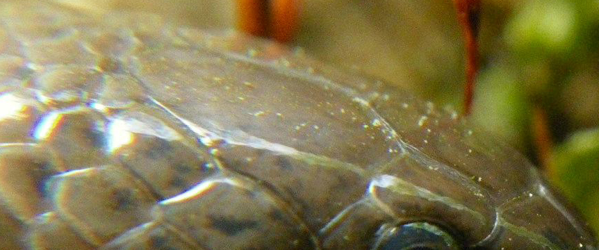 Moss Plants and More: Spore Dispersal by Snakes