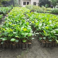 Budidaya Aren : Cara Menanam Aren Di Lahan Gambut