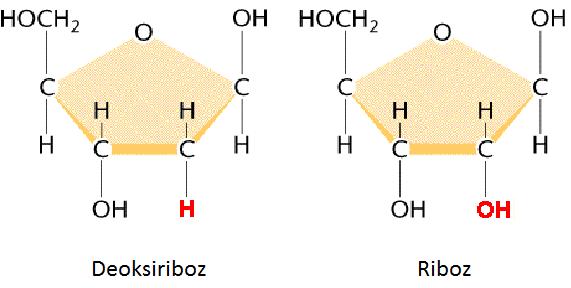 Organik Bileşiklere Giriş ve Karbonhidratlar | BİYOLOJİ OKULU