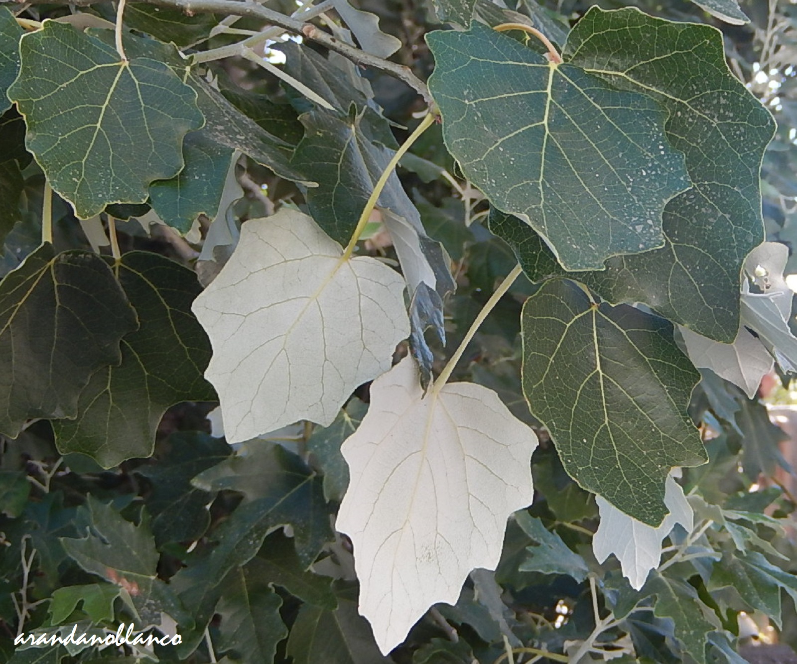 parquealamillo-encinarosa: Populus alba - Álamo blanco - especie ...