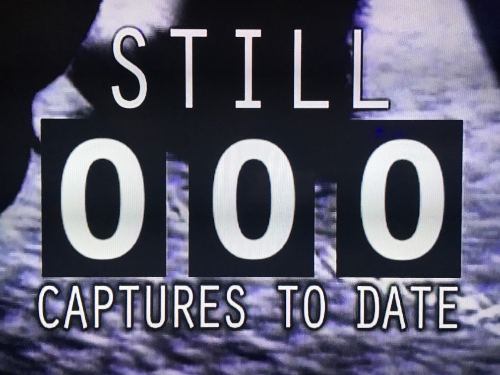 The Spirochaete Trail: Springfield's Most Wanted (aka When you think ...