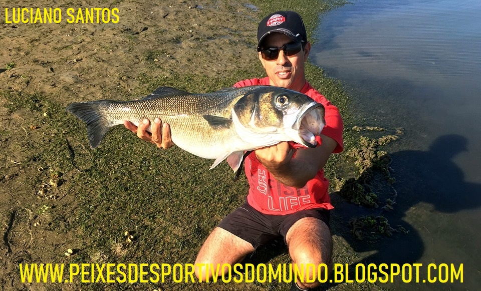PEIXES DESPORTIVOS DO MUNDO: O ROBALO - Dicentrarchus labrax (Linnaeus ...