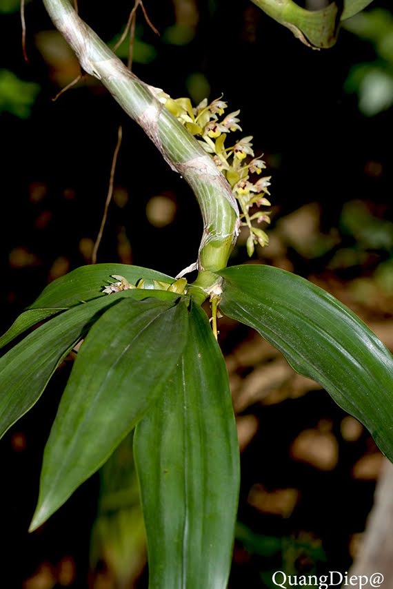 Pinalia amica Kuntze-The Lovely Eria