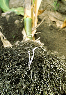 Kamana & Prabhas: Modification of Roots - Tap and Adventitious root ...