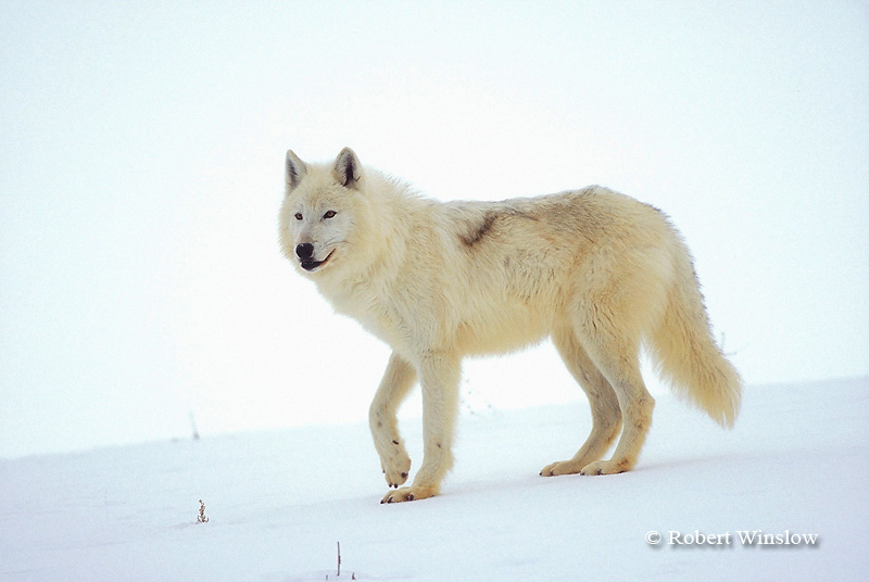 White Wolf : Robert Winslow - Phenomenal Nature photographer (11 Pics)