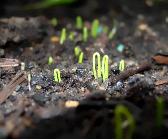 HOW TO GROW ONIONS FROM SEED |The Garden of Eaden