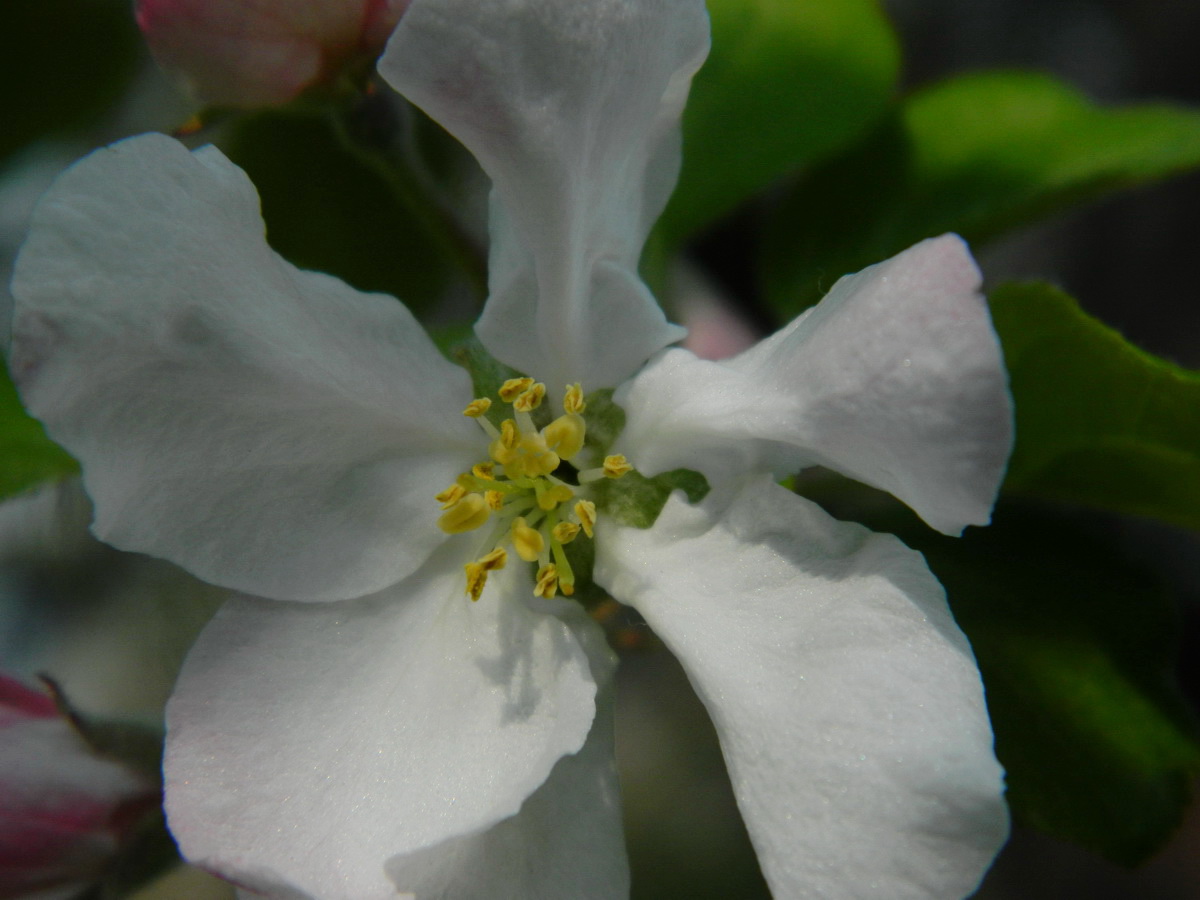 LA MULTI ANI, ROMANIA!: Flori de mar