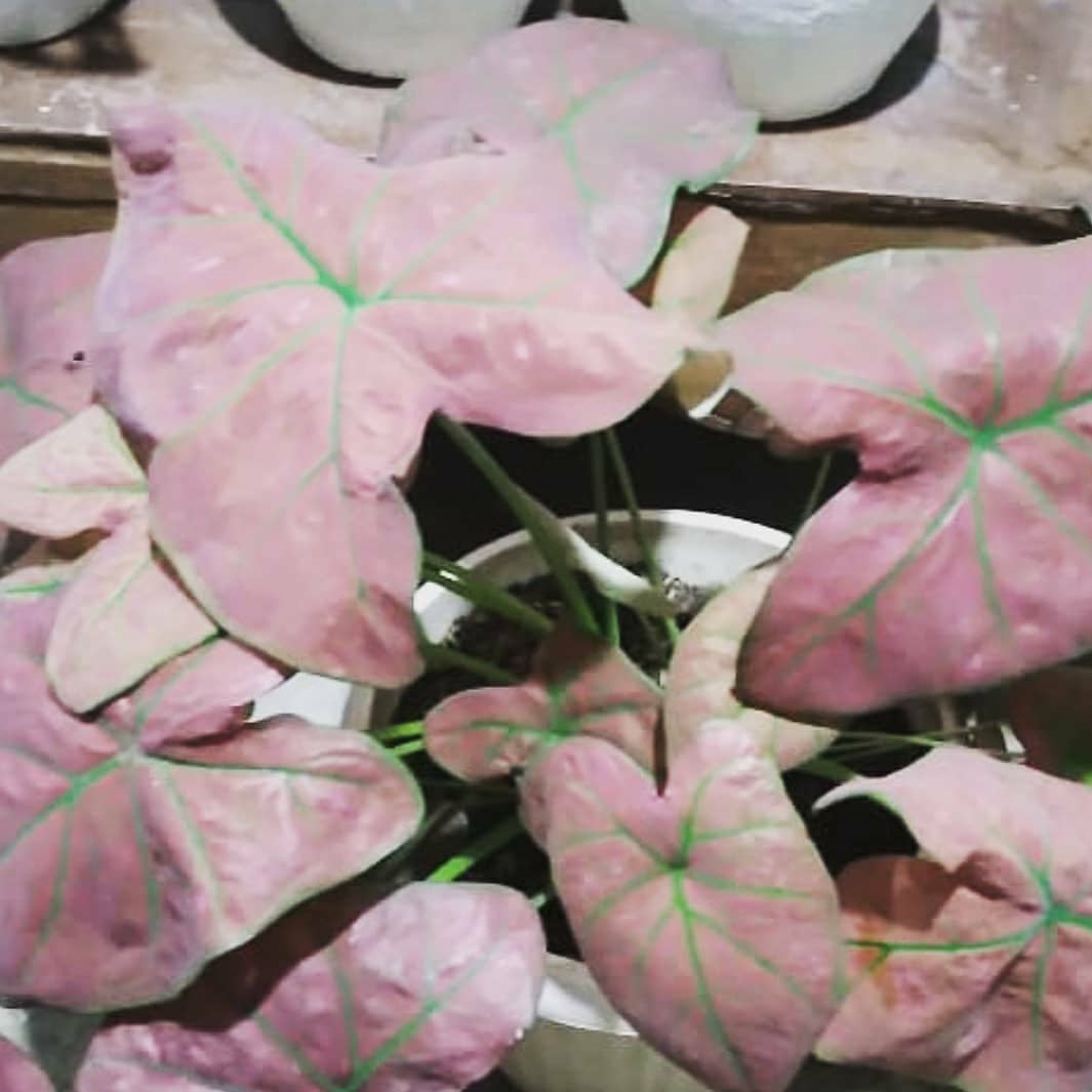 20 + BUNGA YANG LAGI VIRAL 2020 - theFikkar