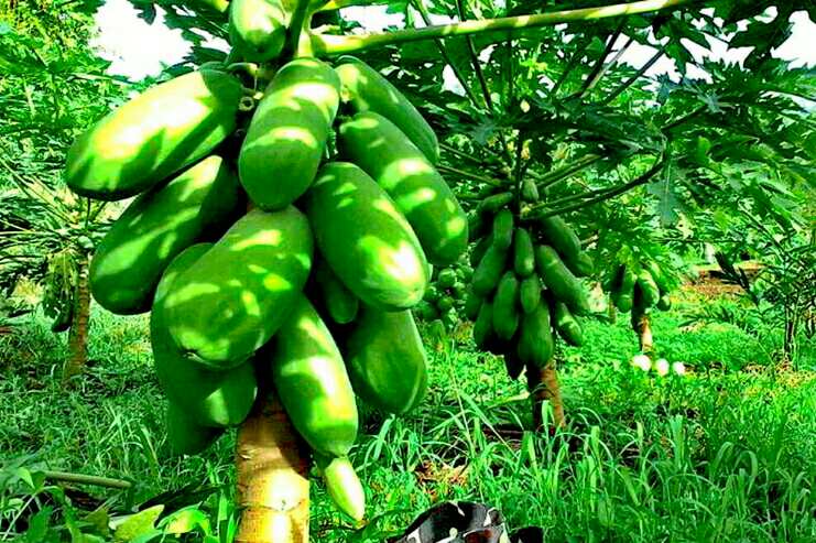 Papaya Medicinal Plants papaya-medicinal-plants