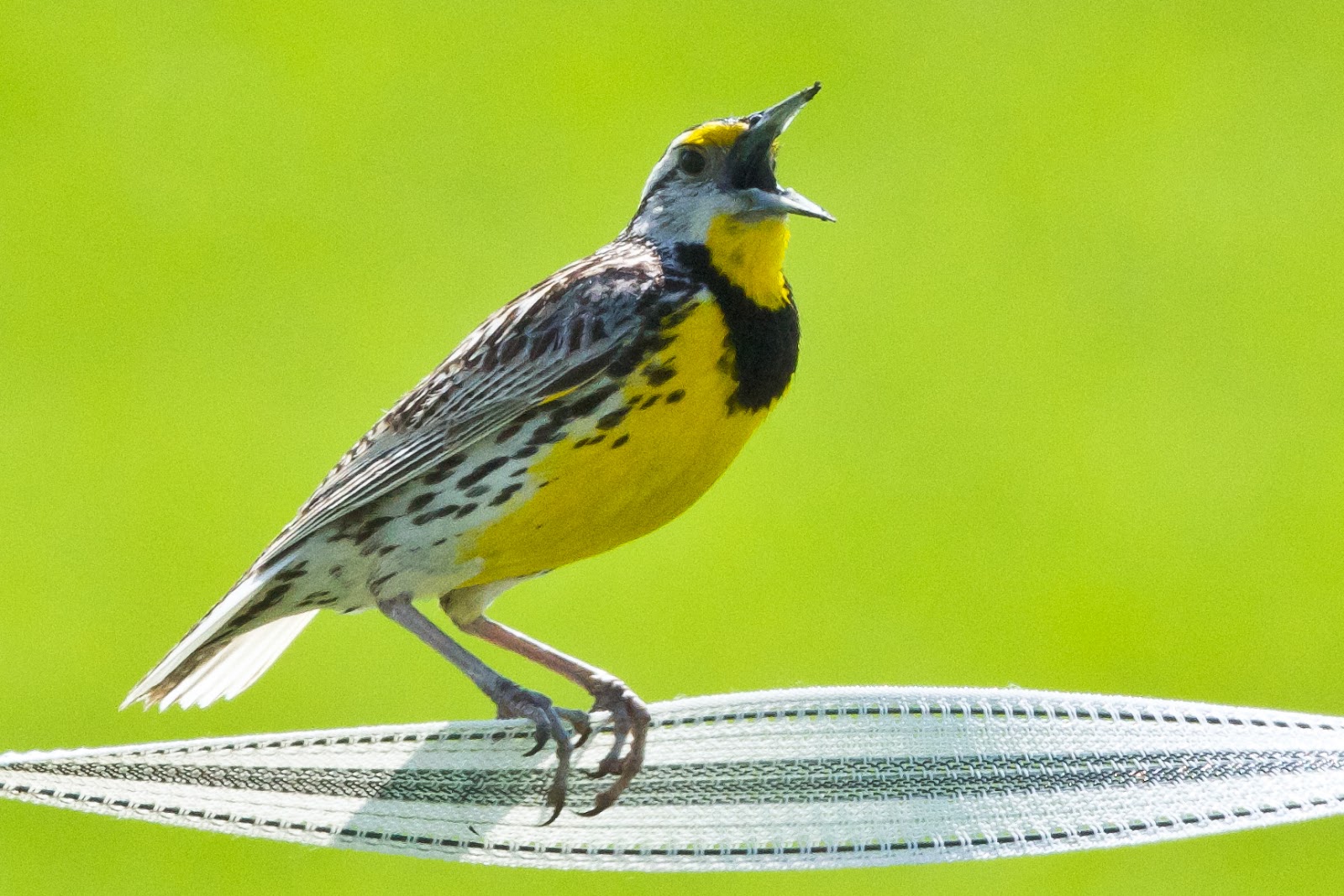 Feather Tailed Stories: Eastern Meadowlark