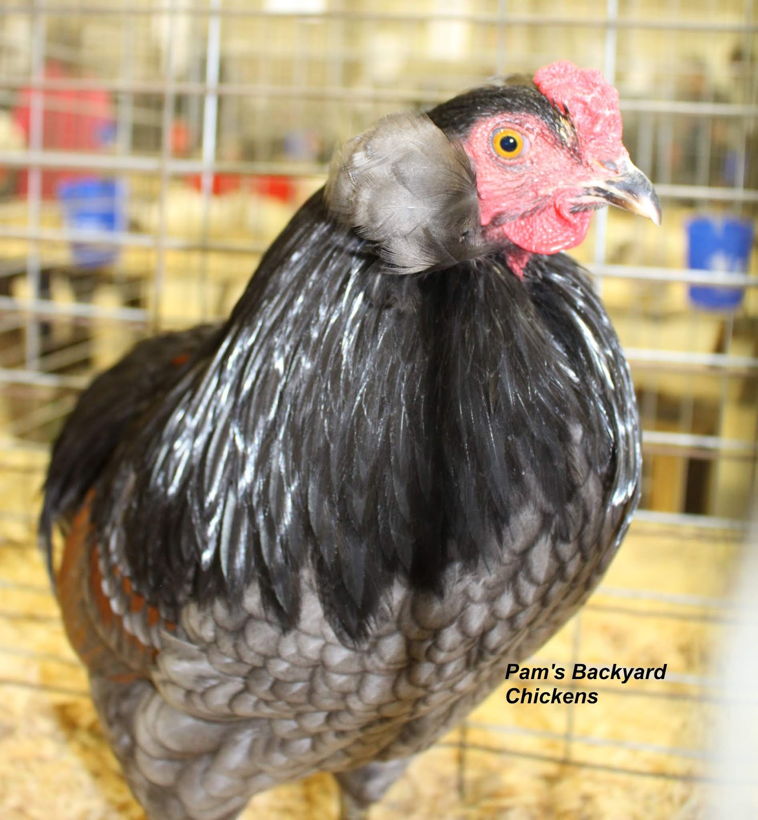 Pam's Backyard Chickens: Chicken Breeds That Lay Blue or Green Eggs